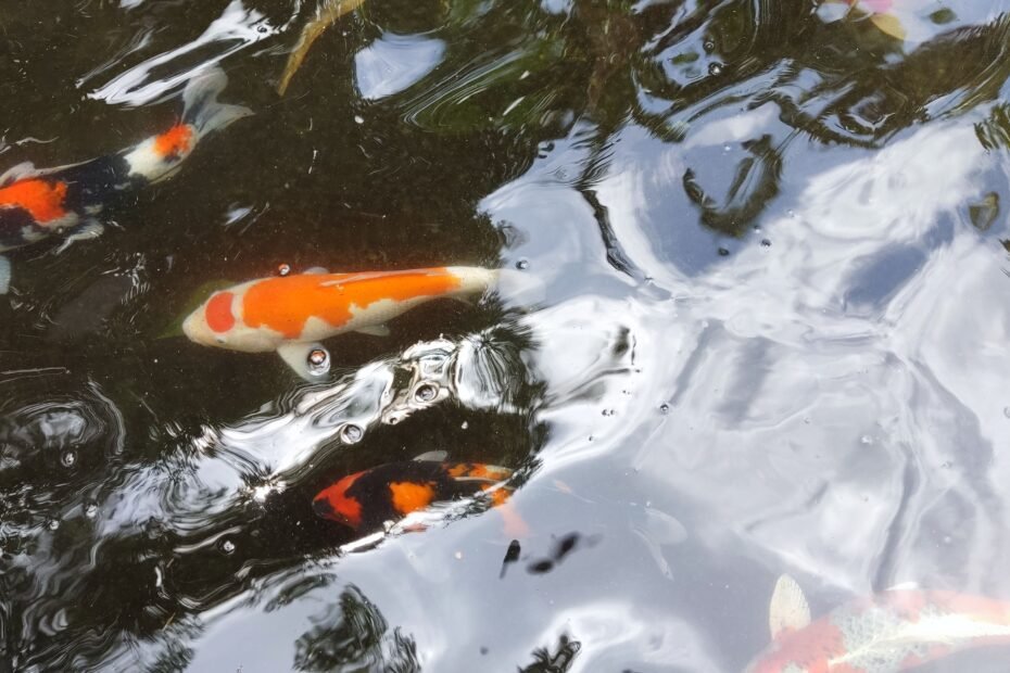 5 Penyebab Warna Ikan Koi Pudar - Katalog