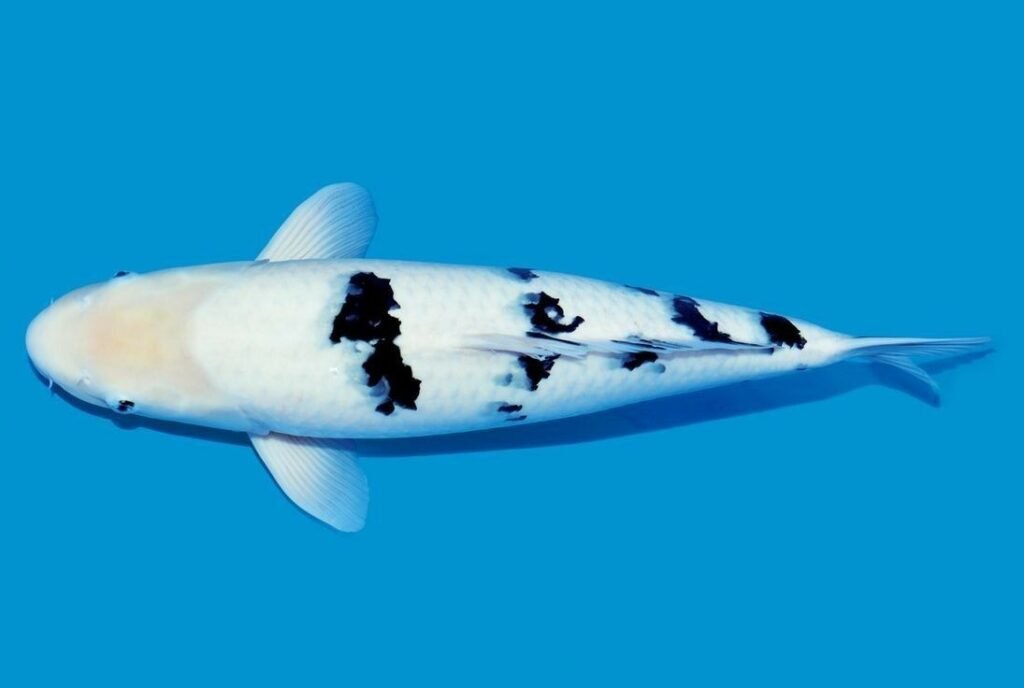 Ikan Koi Bekko - AGRO KOI FARM