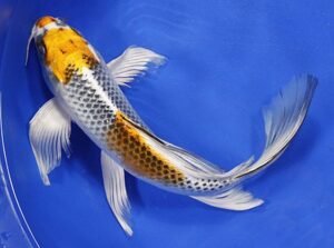Jual Ikan Koi Slayer - AGRO KOI FARM