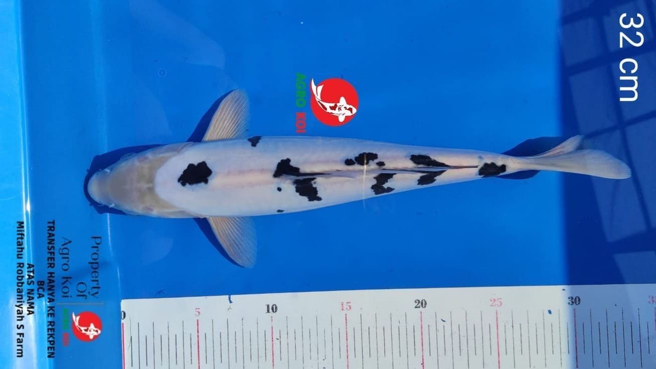 Koi Doitsu, Koi Unik Tanpa Sisik - AGRO KOI FARM