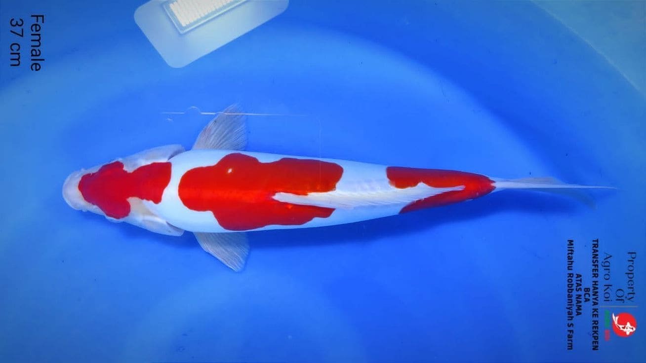 Koi Doitsu, Koi Unik Tanpa Sisik - AGRO KOI FARM