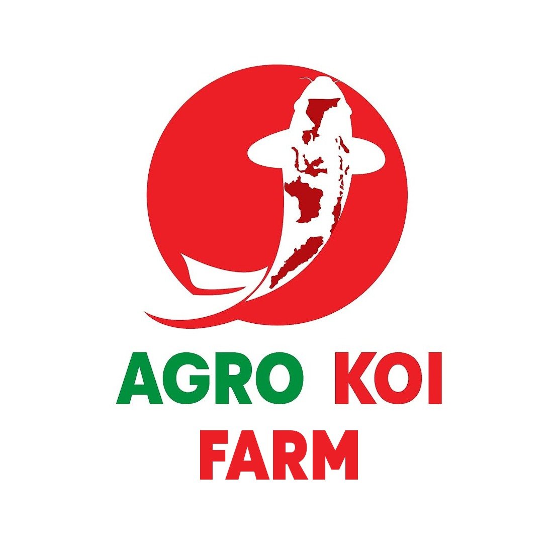 Harga Ikan Koi Besar Terbaru 2025 - AGRO KOI FARM