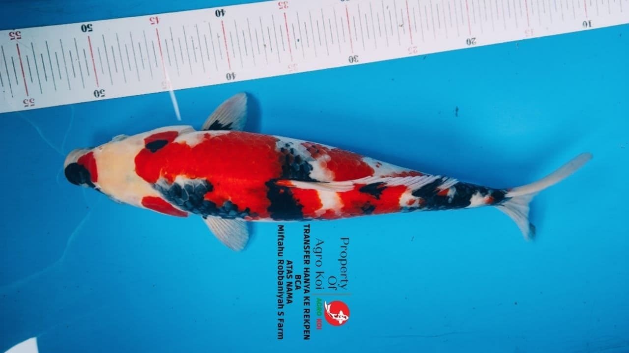 Harga Ikan Koi Terbaru 2026 - AGRO KOI FARM