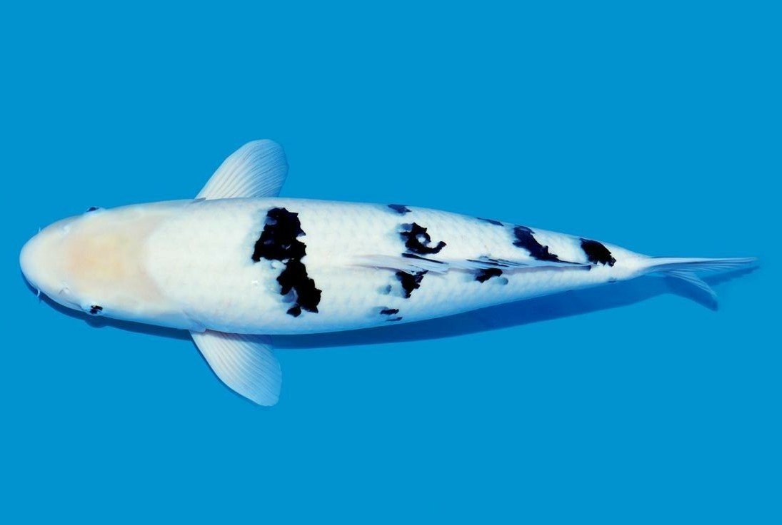 Jual Ikan Koi Lokal di Yogyakarta 085791708791 Kirim Seluruh Indonesia ...