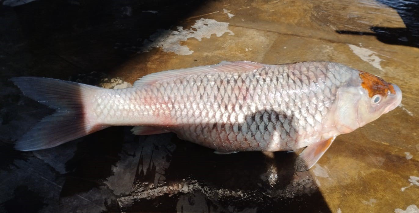 Aeromonas Pada Ikan Koi: Gejala, Penyebab, Pencegahan dan Cara ...