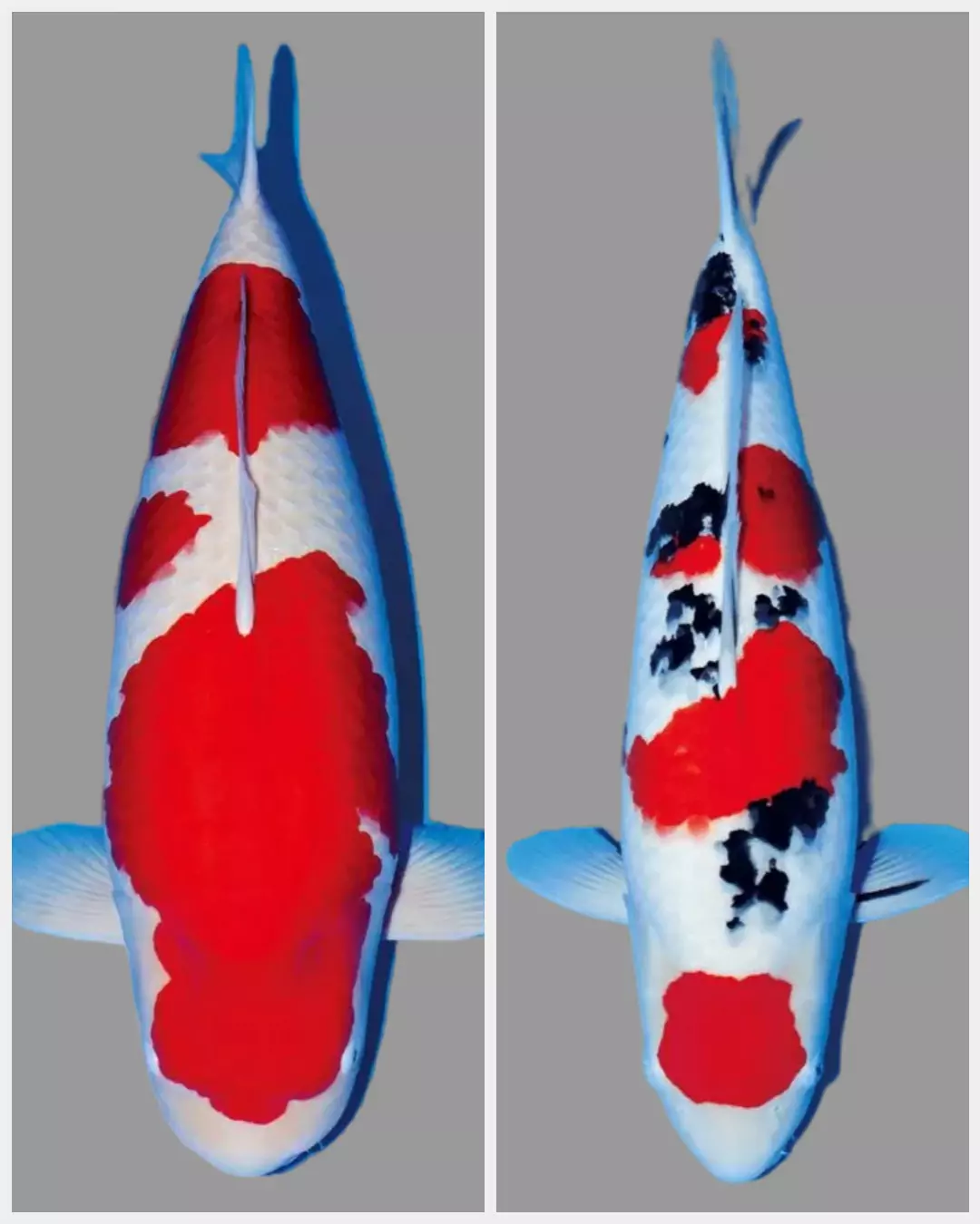 Jual Ikan Koi Import Berkualitas Unggul - AGRO KOI FARM